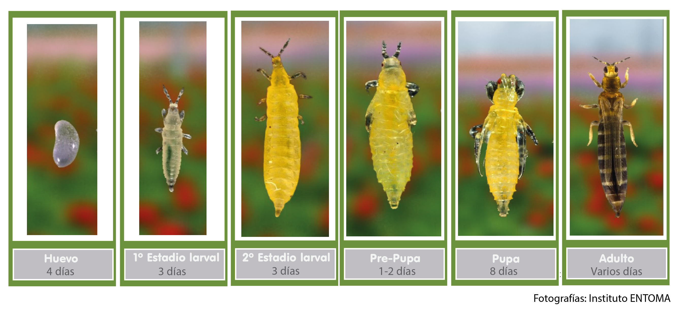Thysanoptera | ECONEX feromonas y trampas